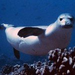 Foca fraile del Mediterráneo – Tareas Universitarias